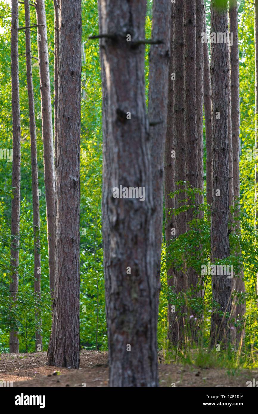 A group of tall evergreen trees, Michigan Stock Photo - Alamy