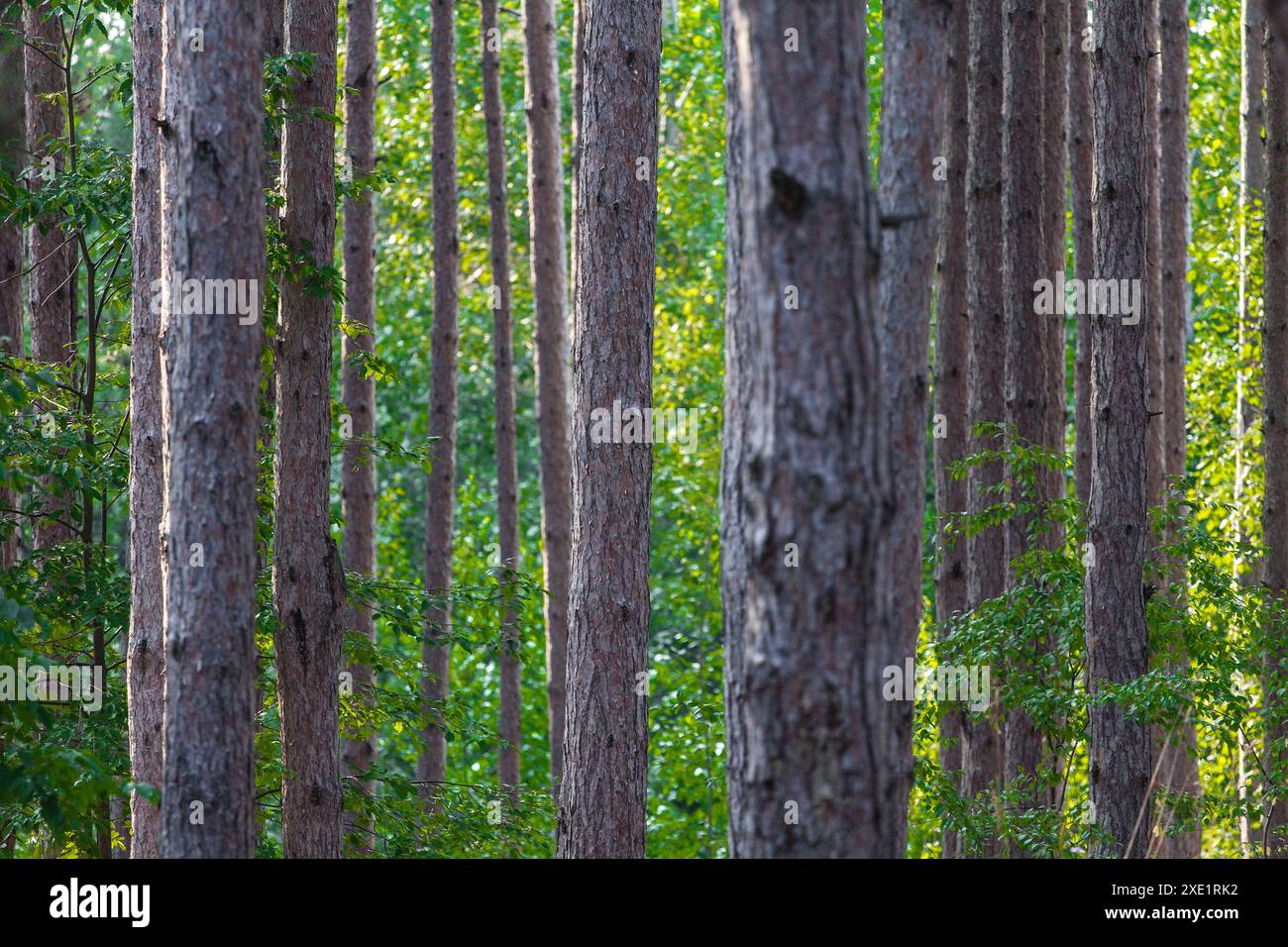 Large evergreen coniferous trees hi-res stock photography and images - Alamy
