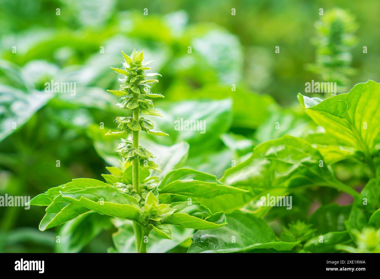 Basil plant flowering. Leaves and inflorescences close-up Stock Photo ...