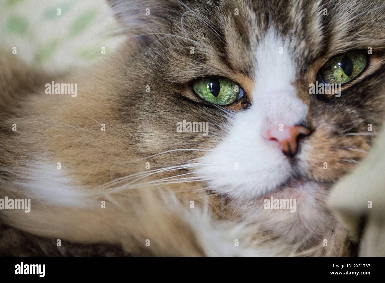 Stare serene hi-res stock photography and images - Alamy