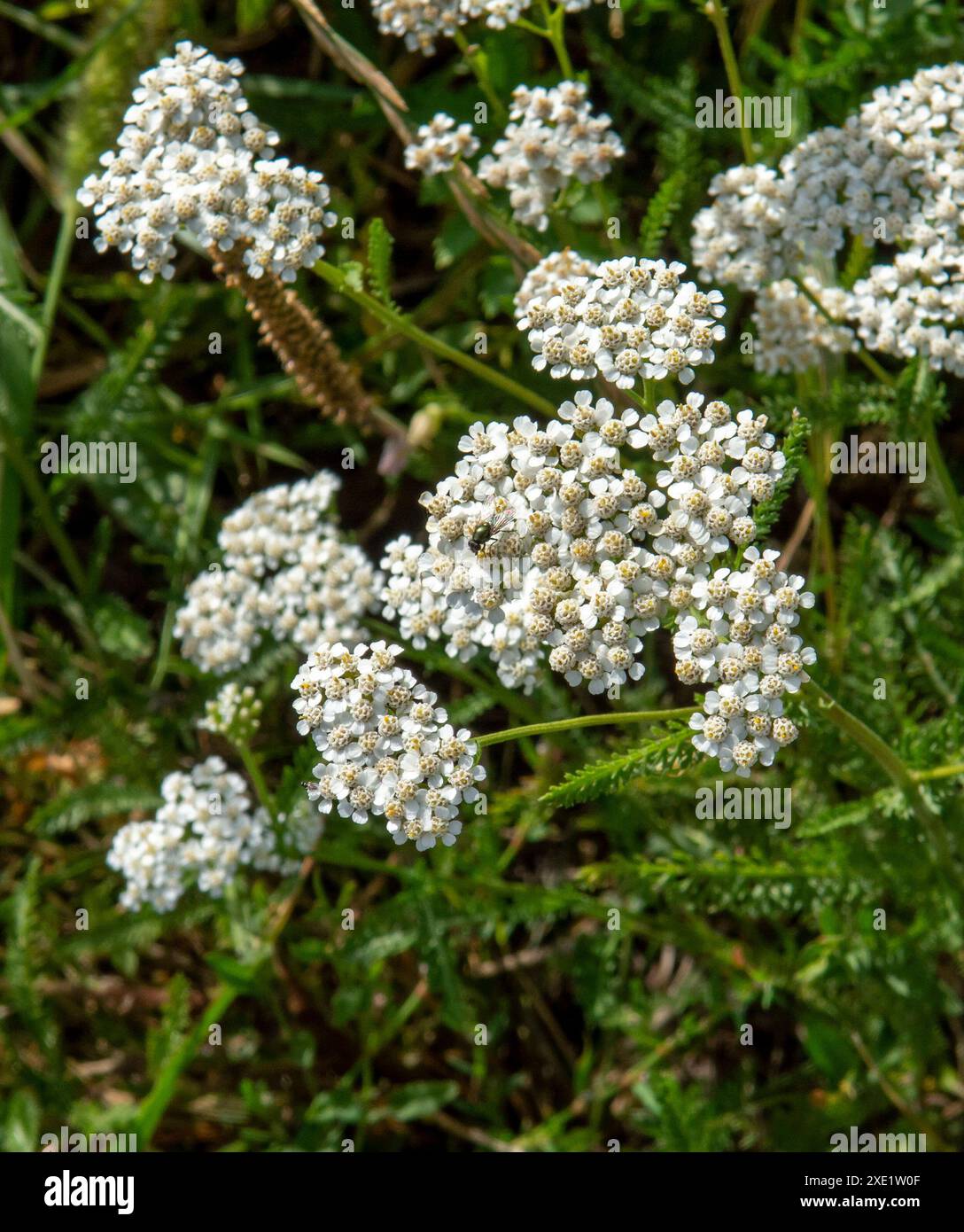 Common Yarrow white flowers in the summer. Blooming Achillea ...