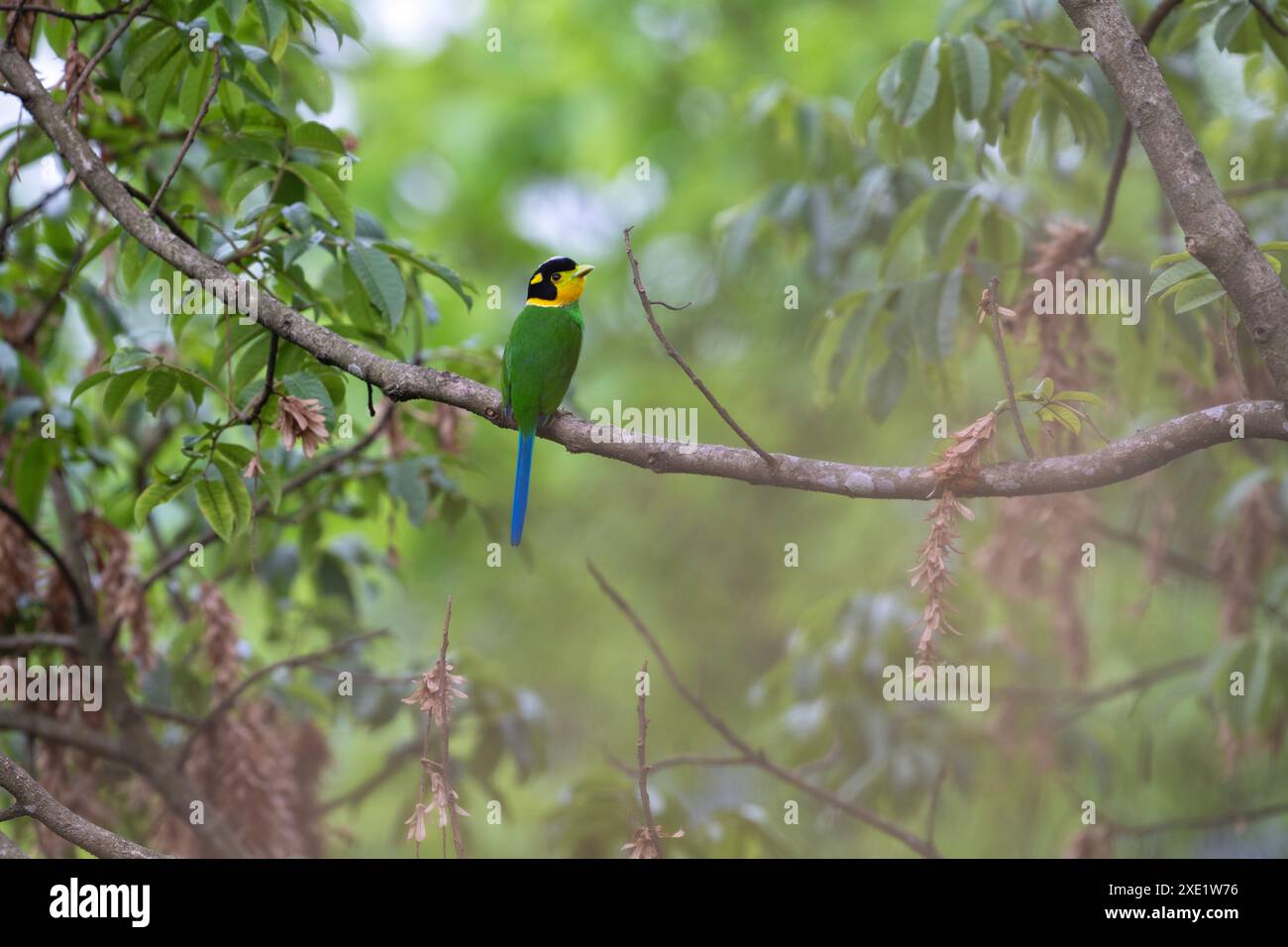 Longtailedbroadbill hi-res stock photography and images - Alamy