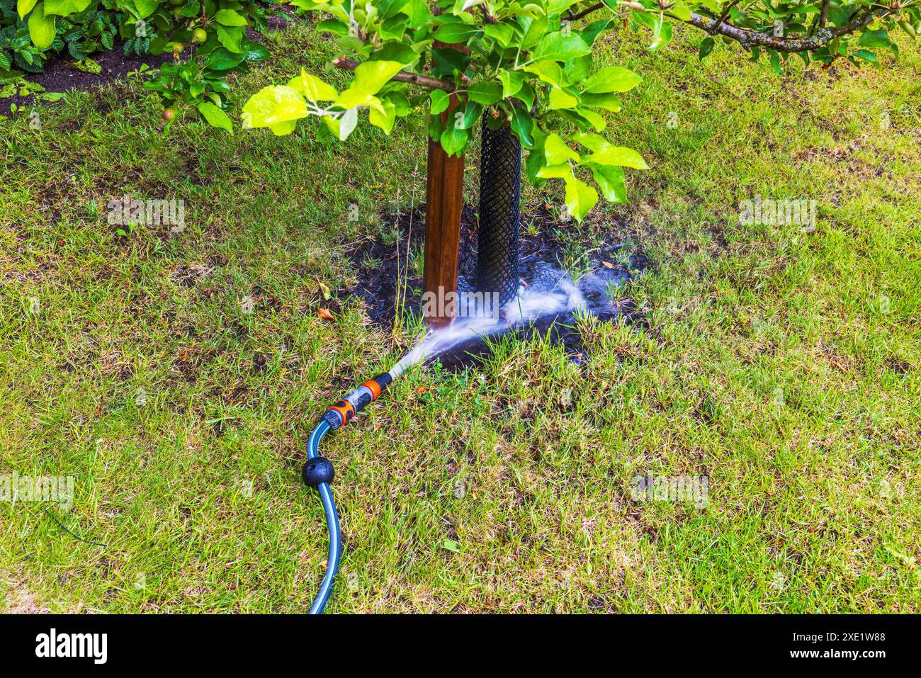 Apple wet on grass watering hi-res stock photography and images - Alamy