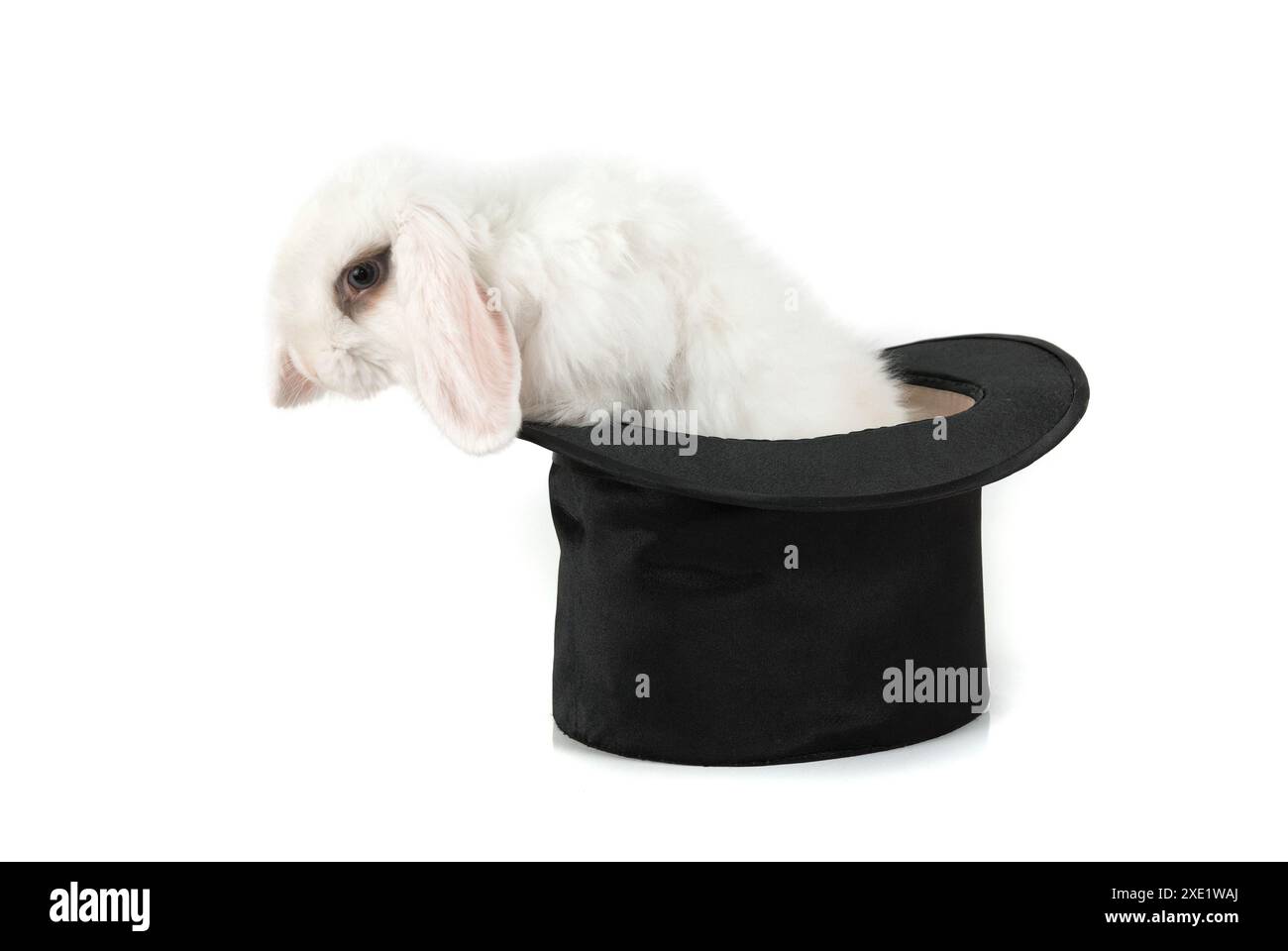 Bunny rabbit pose Cut Out Stock Images & Pictures - Alamy
