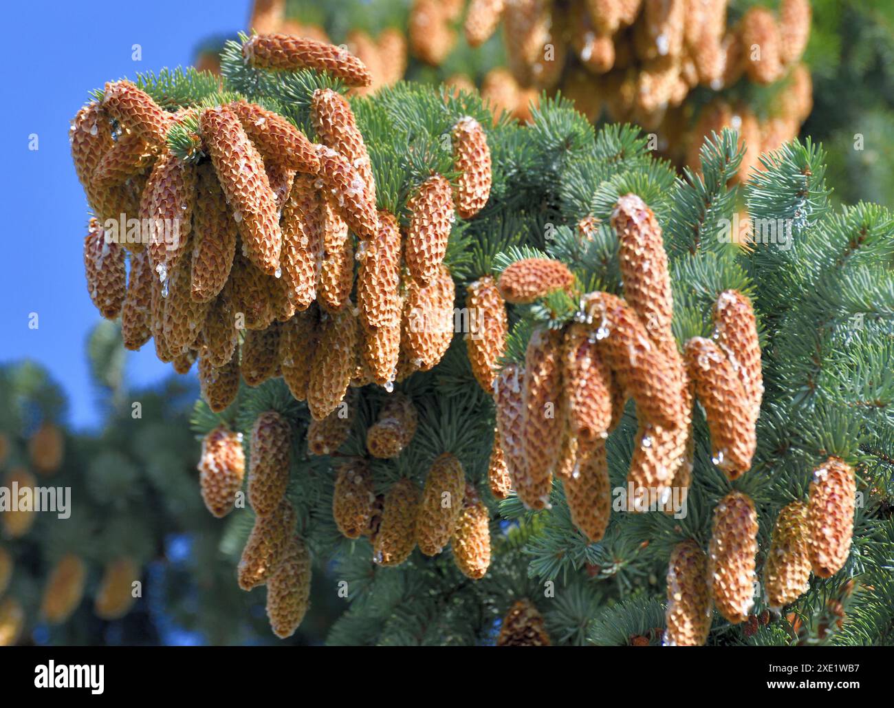 Branches blue spruce tree hi-res stock photography and images - Alamy