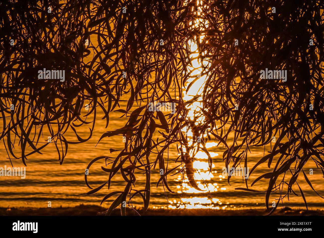 Olive tree and sea hi-res stock photography and images - Alamy