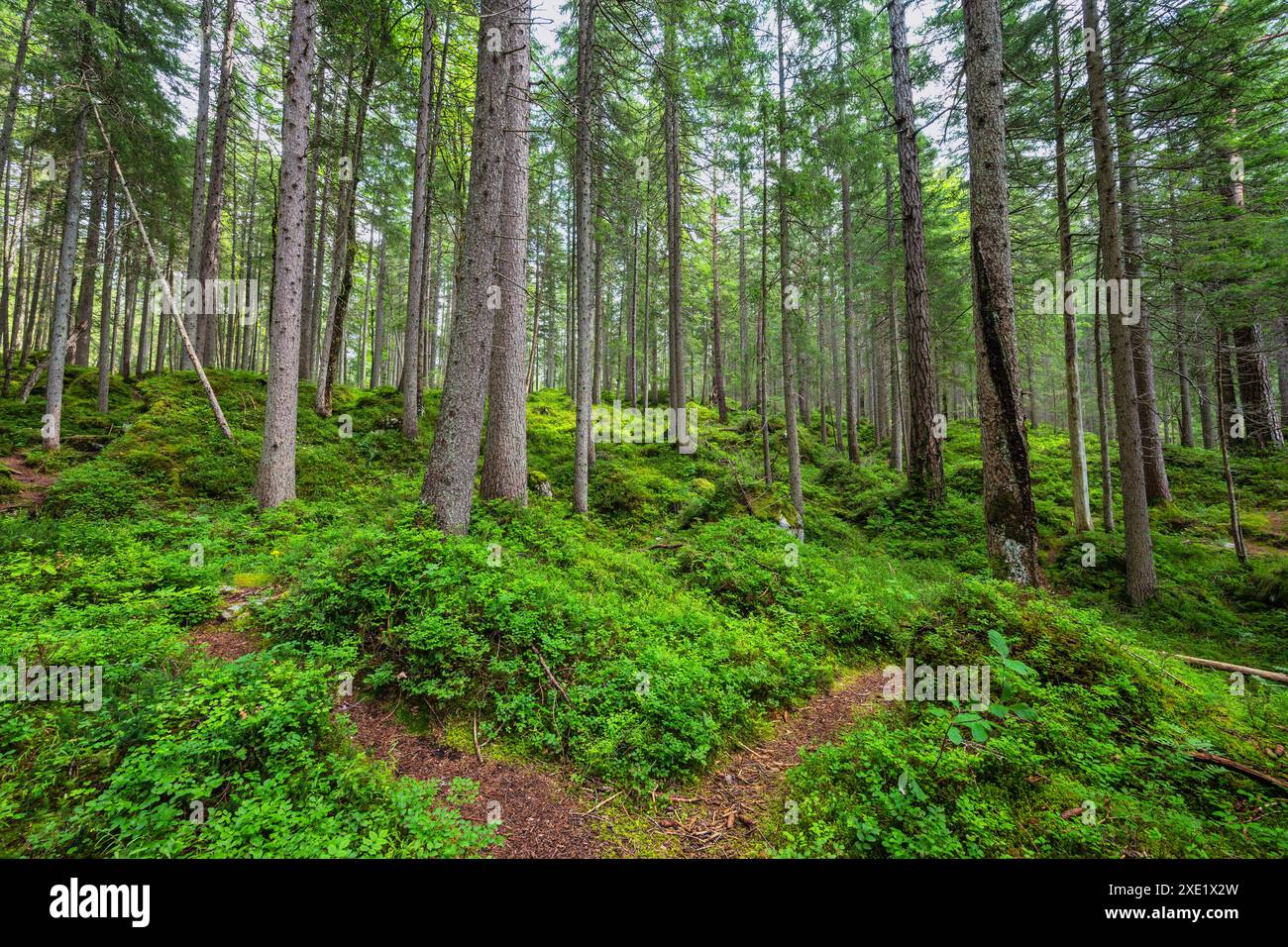 Pine tree forest moss hi-res stock photography and images - Alamy
