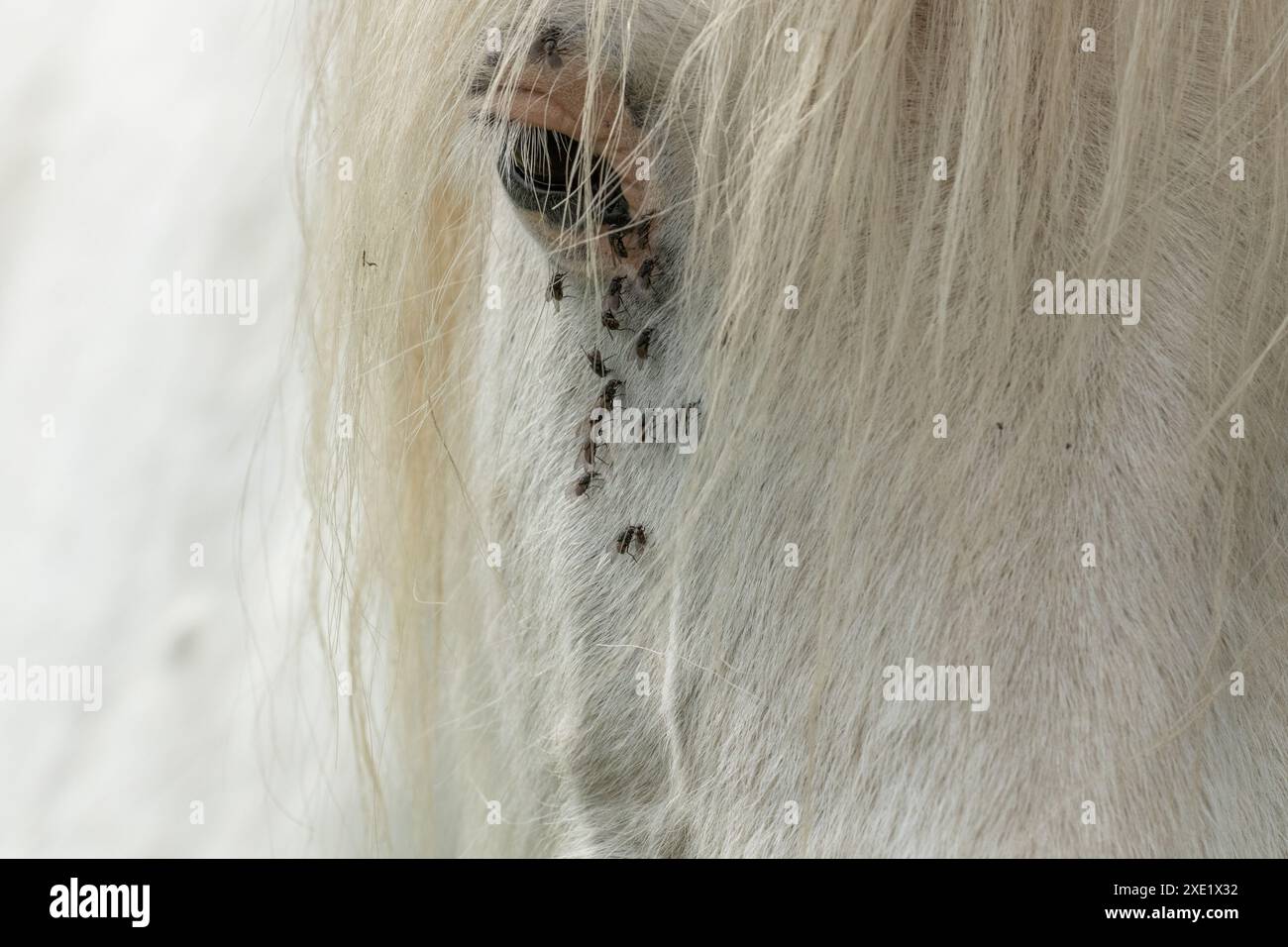 Horseflies (horse fly, horse flies, cleggs) on the face of a white ...
