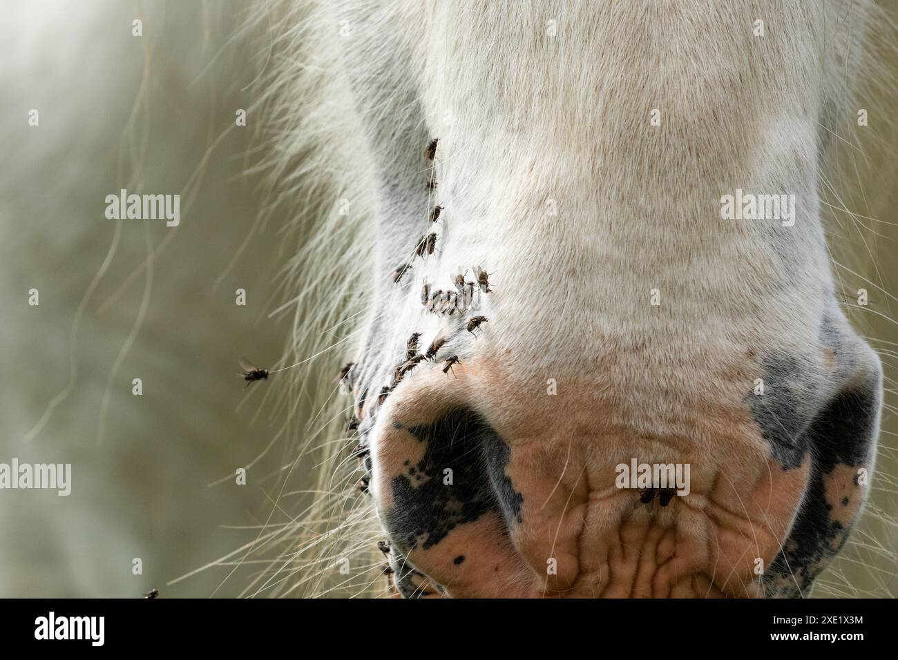 Flies around horse muzzle hi-res stock photography and images - Alamy