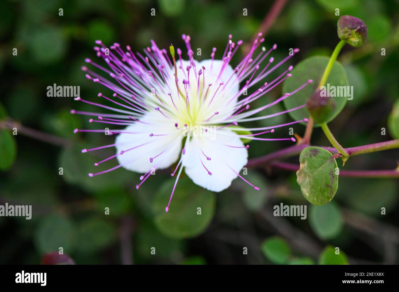 The plant is best known for the edible flower buds (capers). Beautiful details of a caper flower ...