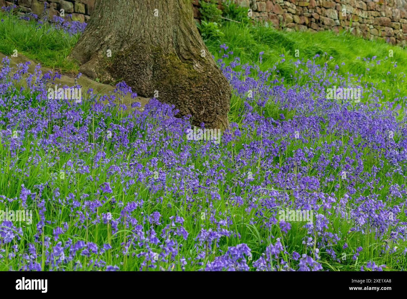 Growing under tree hi-res stock photography and images - Alamy