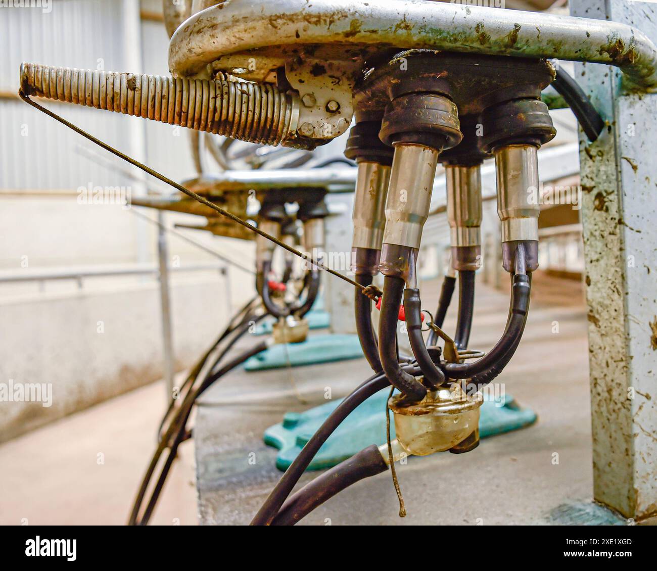Modern milking machine cow hi-res stock photography and images - Alamy