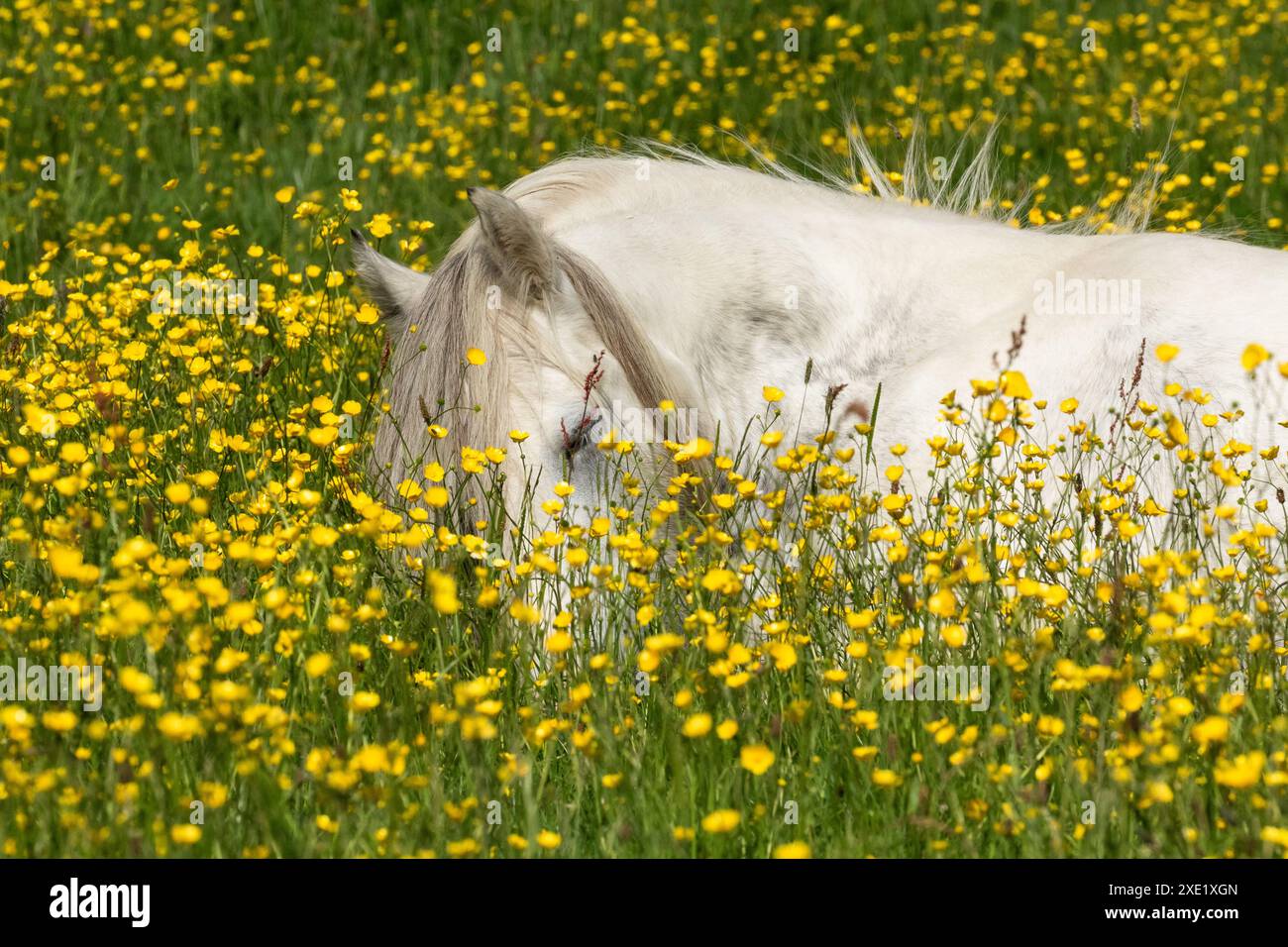 A white horse (pony) lying down asleep in a field of yellow buttercups ...