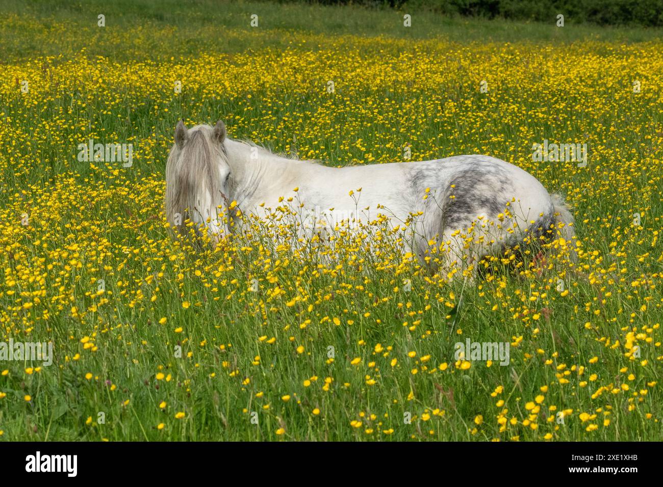 A white horse (pony) lying down asleep in a field of yellow buttercups ...