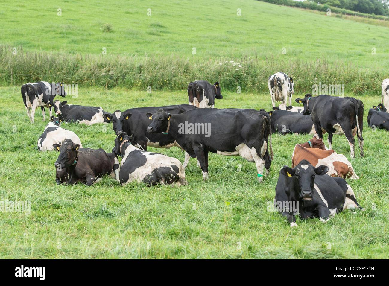 Dairy cow cows hi-res stock photography and images - Alamy