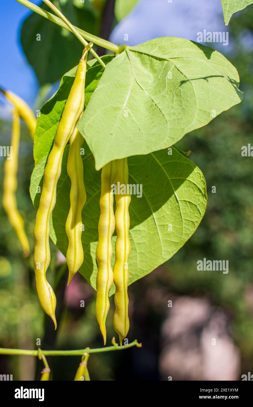 Crop green bean pods hi-res stock photography and images - Alamy