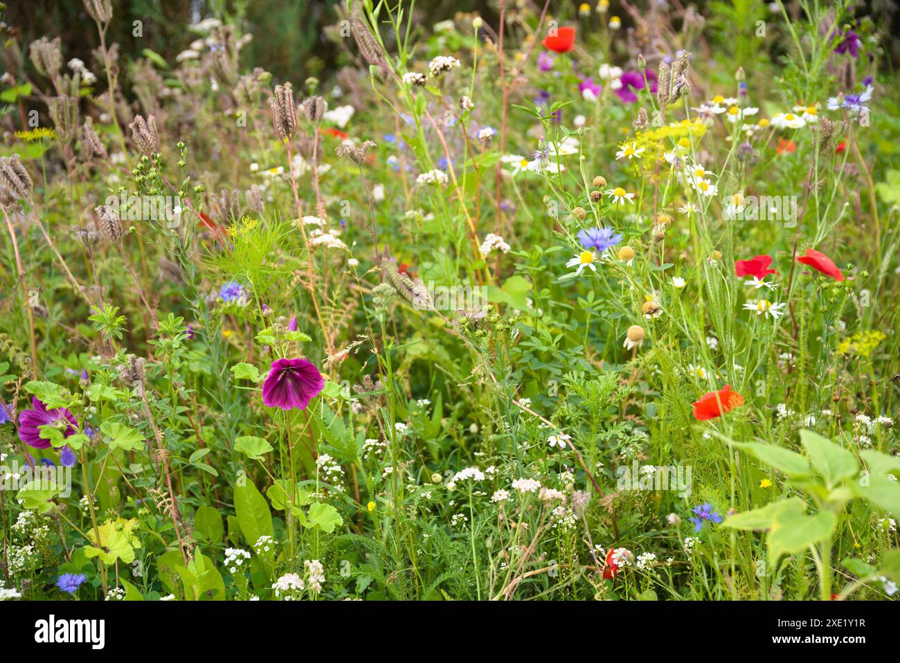 Colorful meadow flowers and wild flowers in a natural litter meadow ...