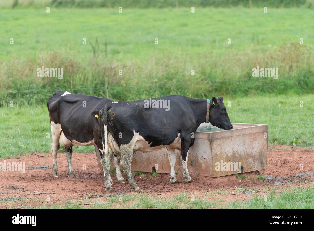 Farm water trough hi-res stock photography and images - Alamy