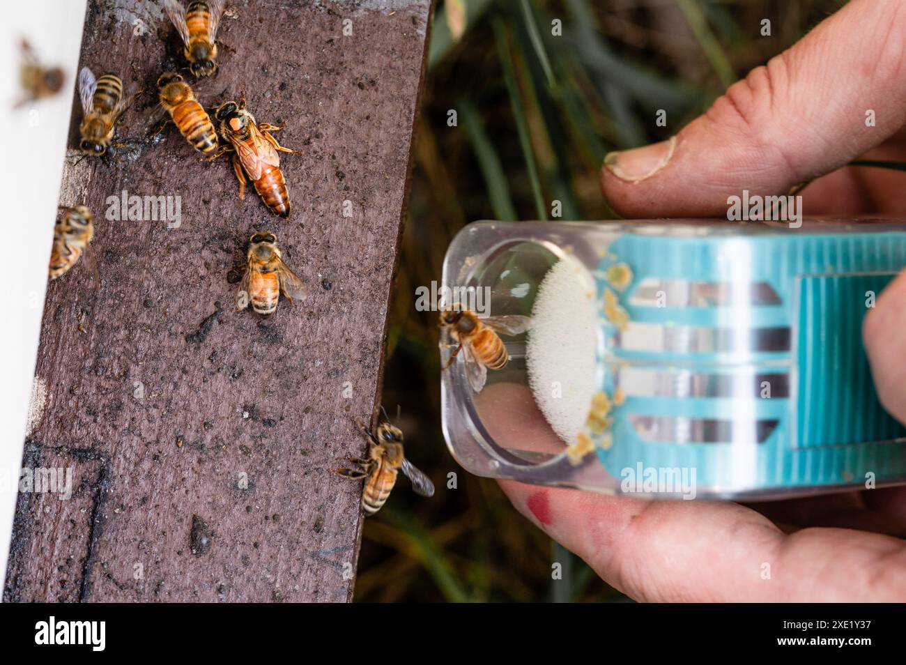 Marked queen bee hi-res stock photography and images - Alamy