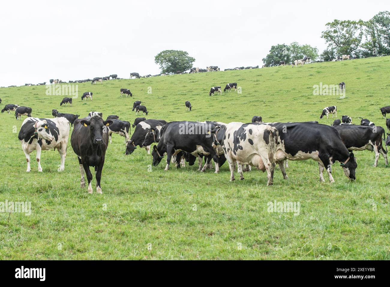 Dairy cows in the field Stock Photo - Alamy