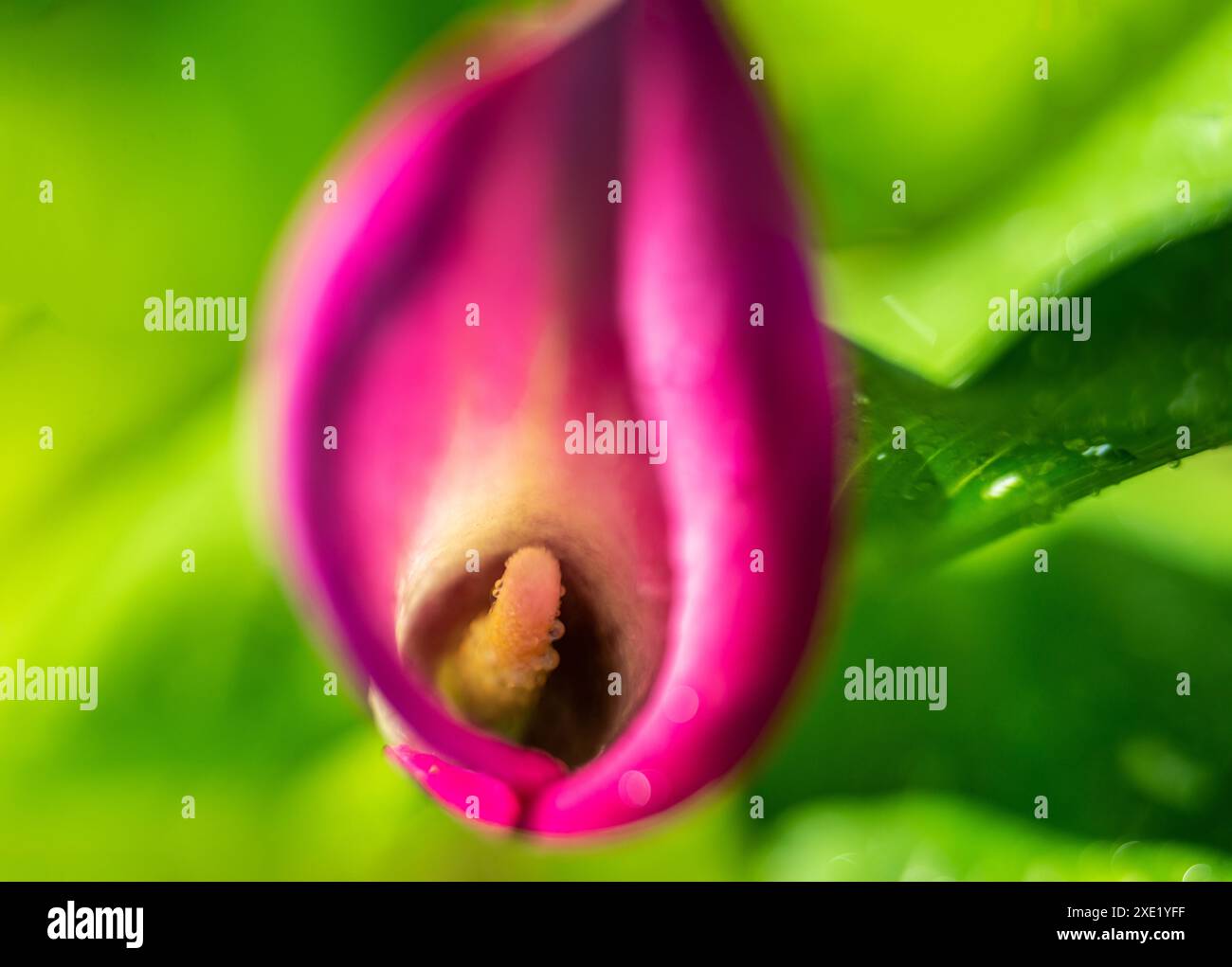 Red arum lily hi-res stock photography and images - Alamy