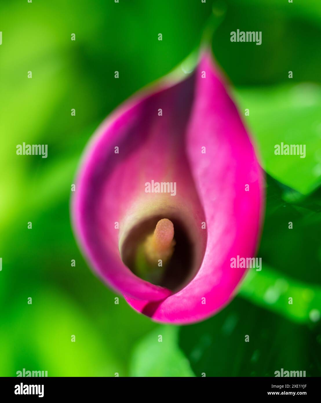 Beautiful red Arum-lily flower outside Stock Photo - Alamy