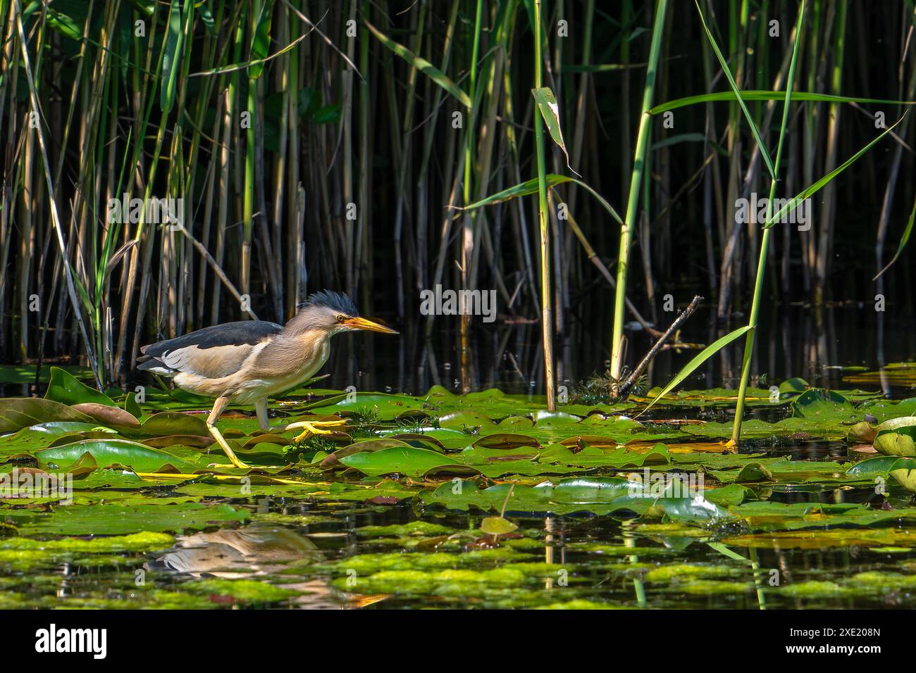 Common little bittern (Ixobrychus minutus / Ardea minuta) adult male ...