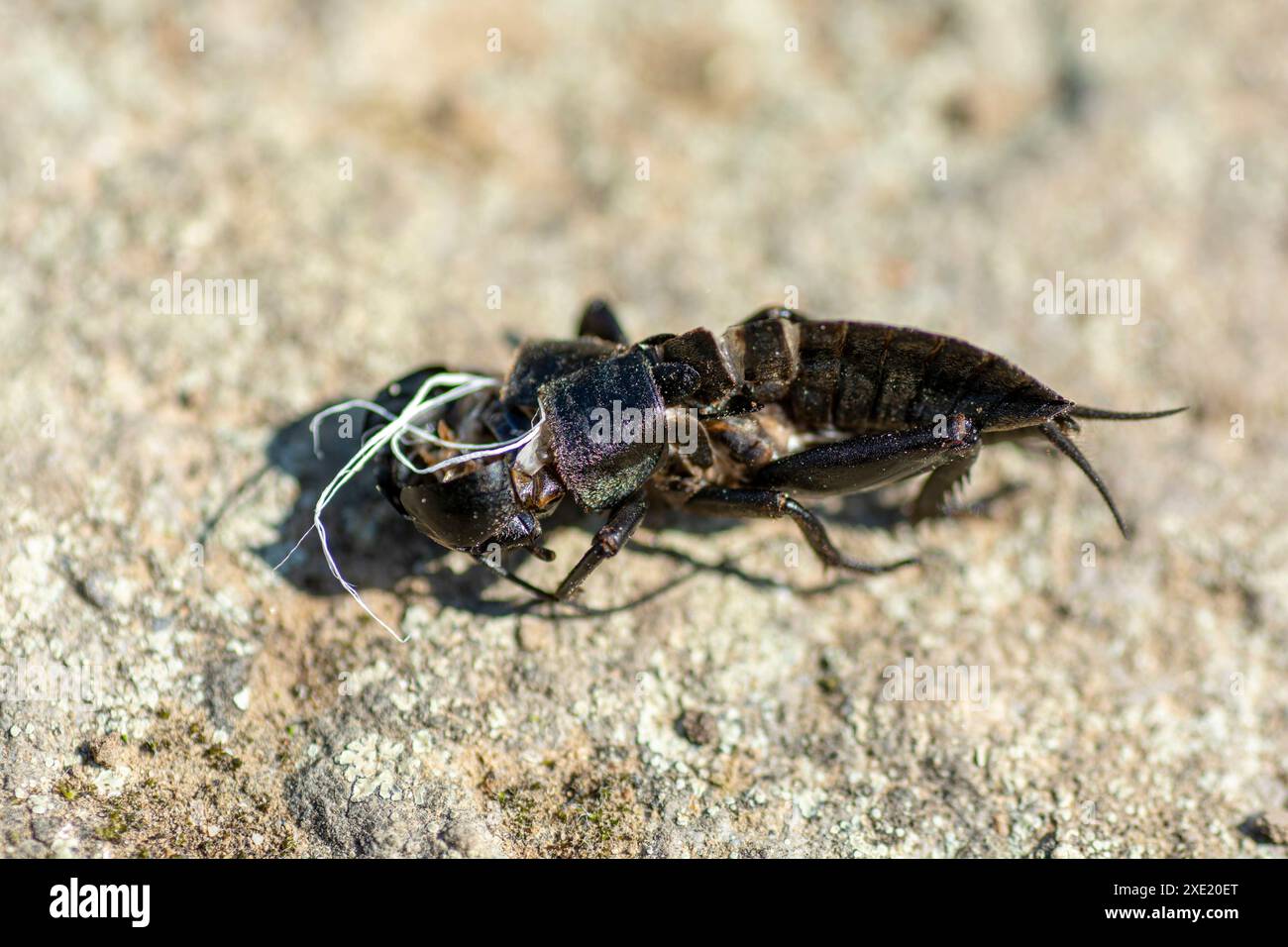 An outer layer of skin of Field cricket (Gryllus campestris). Ecdysis ...