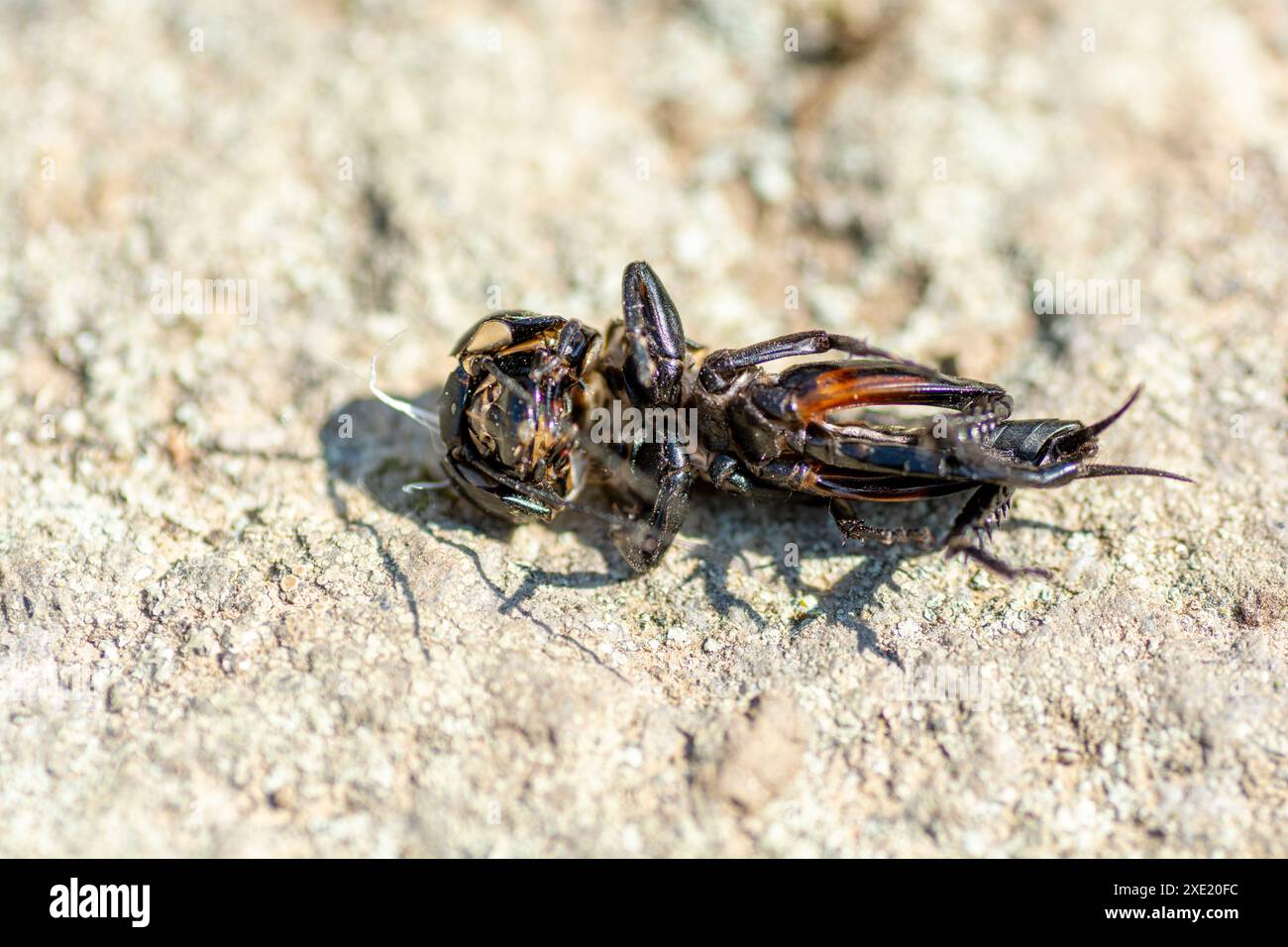 An outer layer of skin of Field cricket (Gryllus campestris). Ecdysis ...