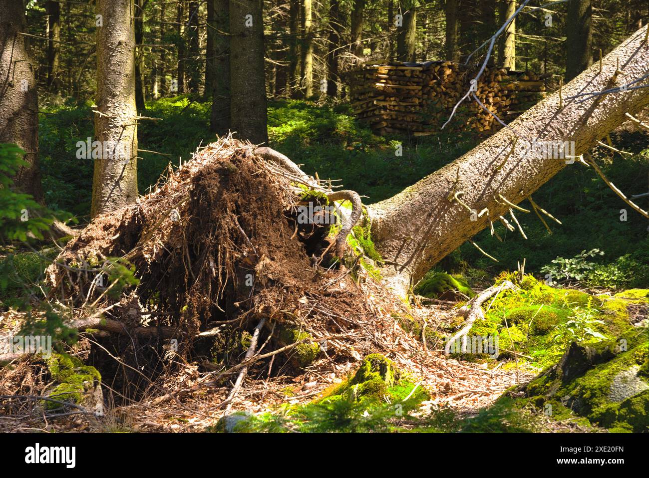 Tree root damage hi-res stock photography and images - Alamy
