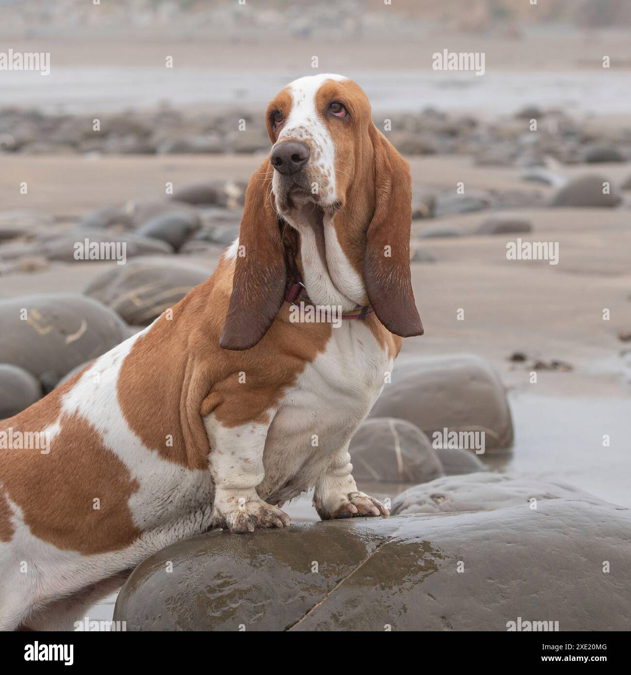 basset hound on a pebble beach Stock Photo - Alamy