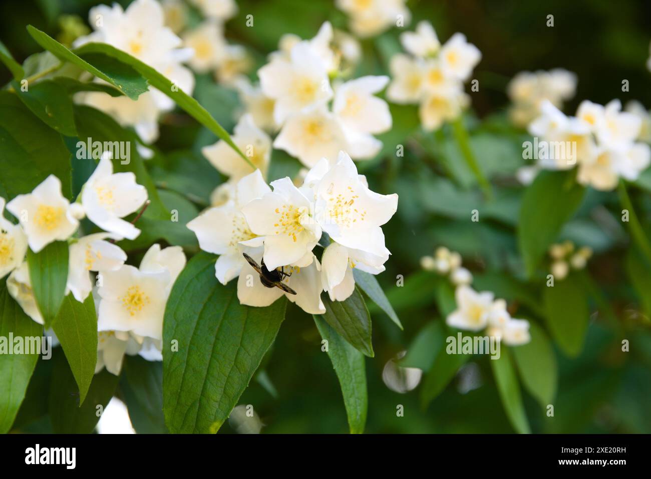 Insect bloom hi-res stock photography and images - Alamy