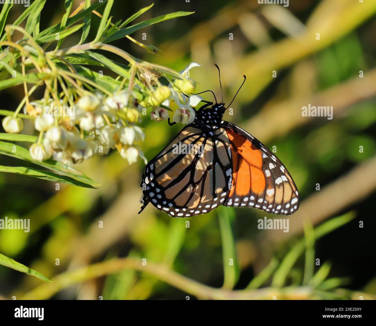 A Monarch butterfly - Danaus plexippus, feeding on African milkweed in ...