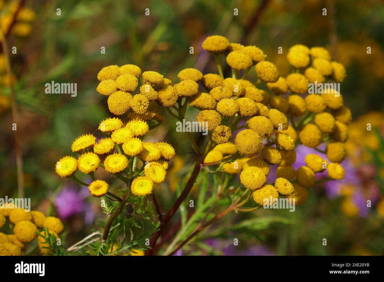 Reinefaren hi-res stock photography and images - Alamy