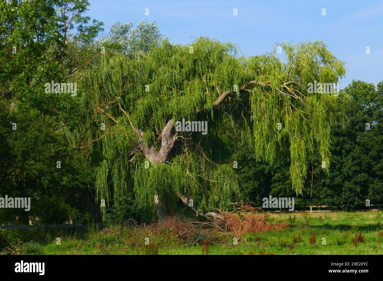 Trauerweide weeping willow in hi-res stock photography and images - Alamy