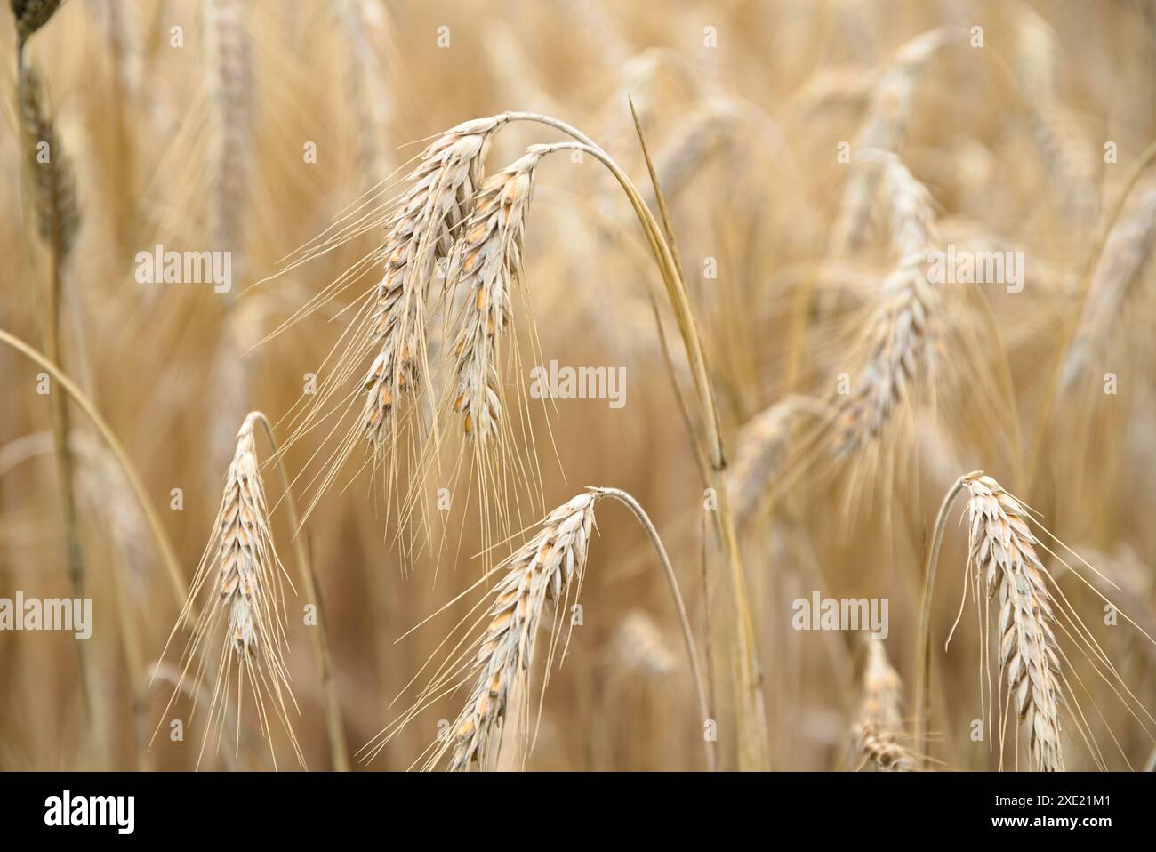 Triticale cornfield with wheat and rye feed grains - detail Stock Photo ...
