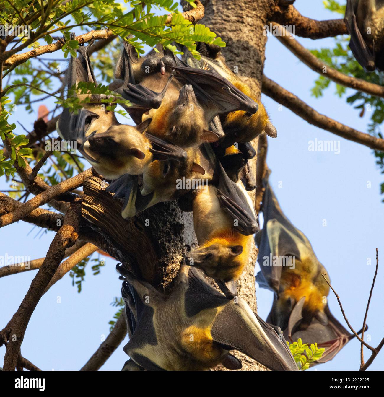 Large numbers of Pemba Flying Fox migrate to the mainland early in the ...