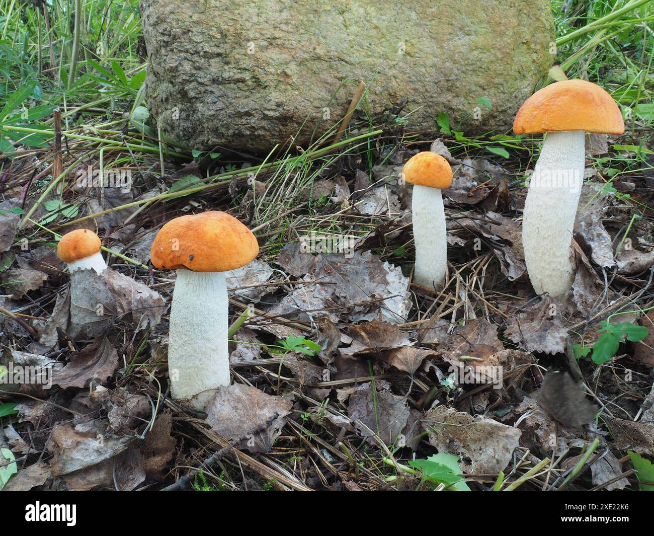 Red-capped scaber stalk (Leccinum leucopodium Stock Photo - Alamy