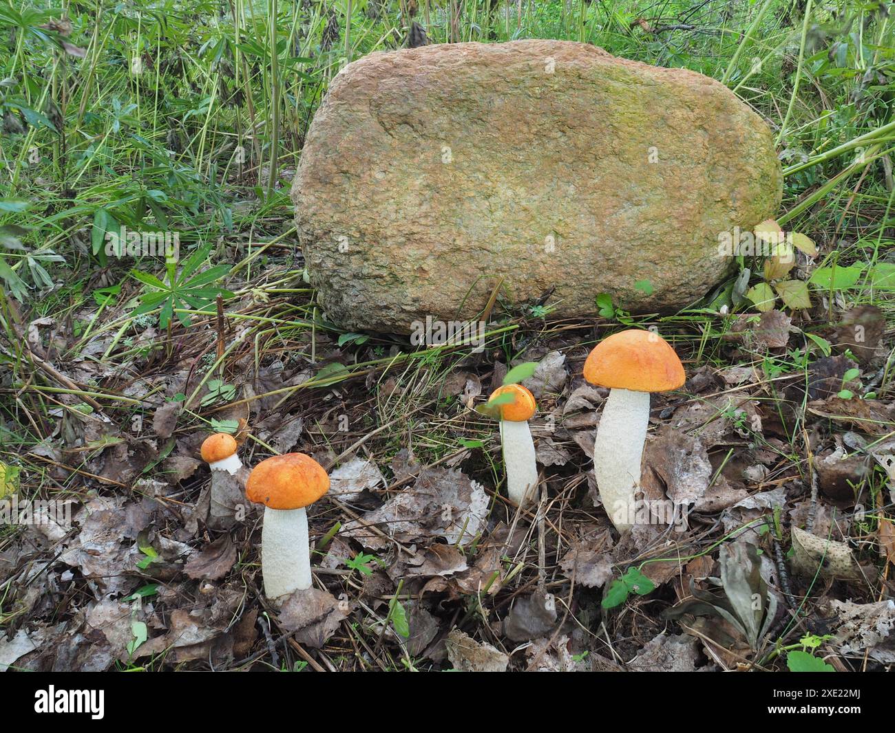 Red-capped scaber stalk (Leccinum leucopodium Stock Photo - Alamy