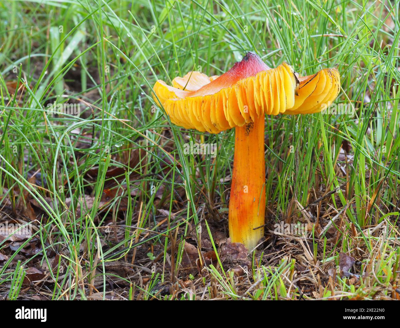 Blackening waxcap (Hygrocybe conica Stock Photo - Alamy