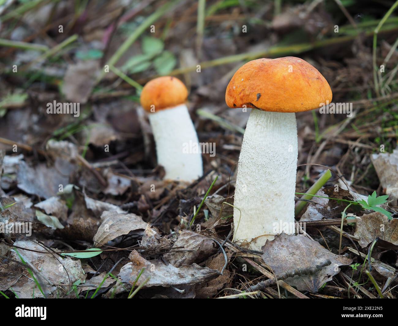 Red-capped scaber stalk (Leccinum leucopodium Stock Photo - Alamy