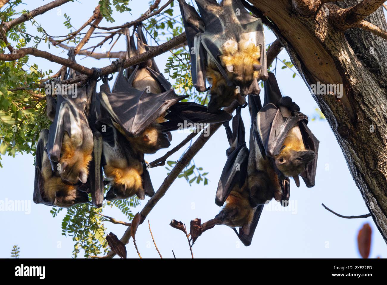 Large numbers of Pemba Flying Fox migrate to the mainland early in the ...