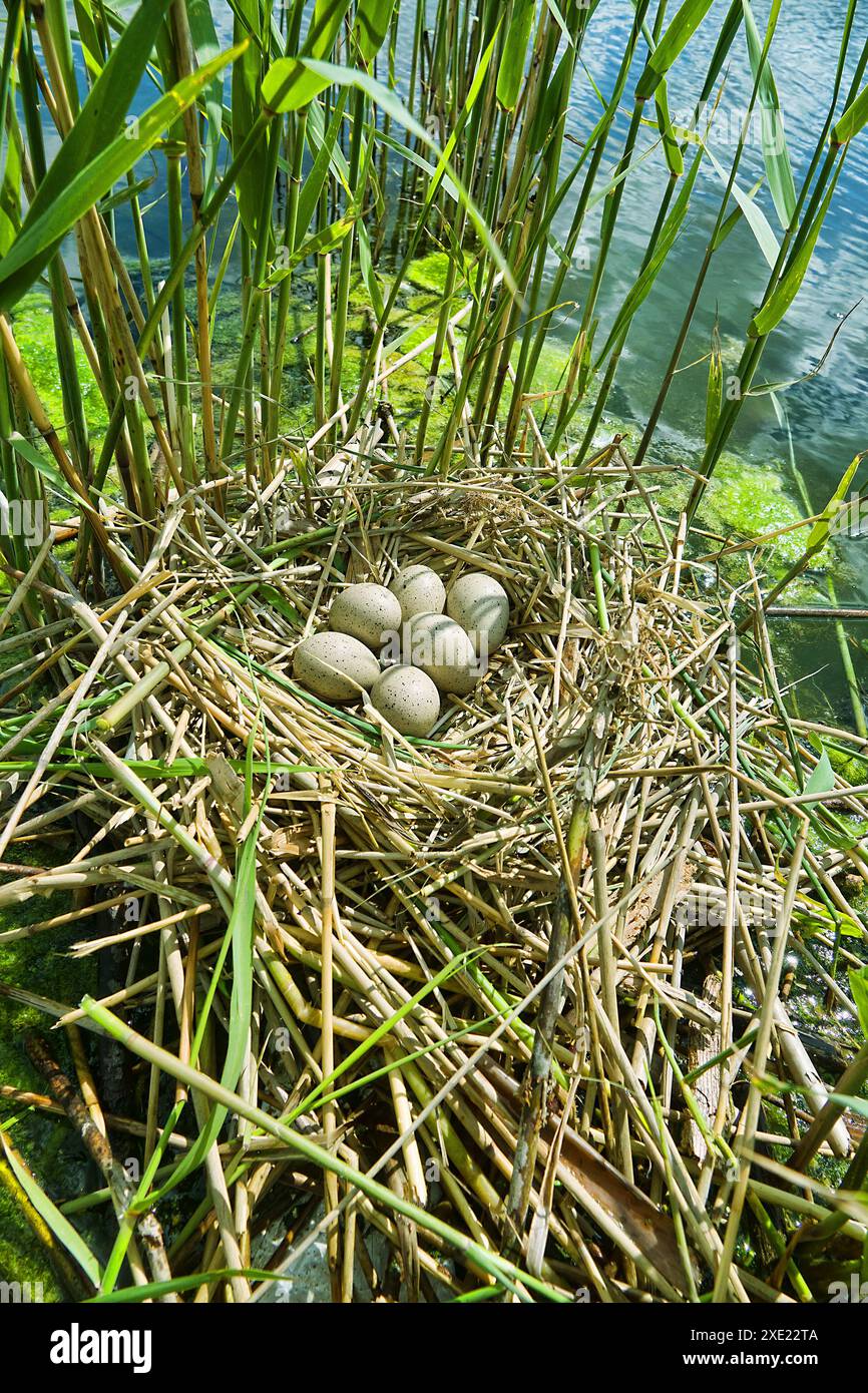 Bird's Nest Guide. Nidology. European coot (Fulica atra) nest on a ...