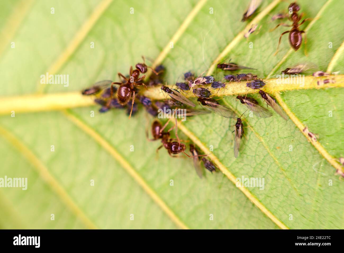 Ant farm for breeding and milking aphids on down side of green leaf ...