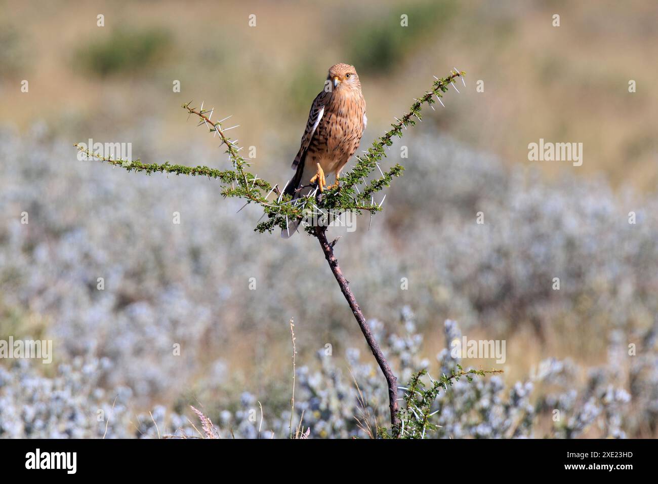 Pallid falcon hi-res stock photography and images - Alamy