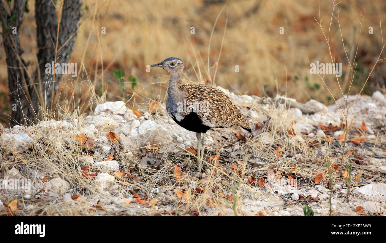Red crested bustard hi-res stock photography and images - Alamy