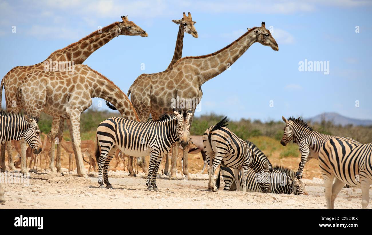 Mountain zebras and giraffes Stock Photo - Alamy
