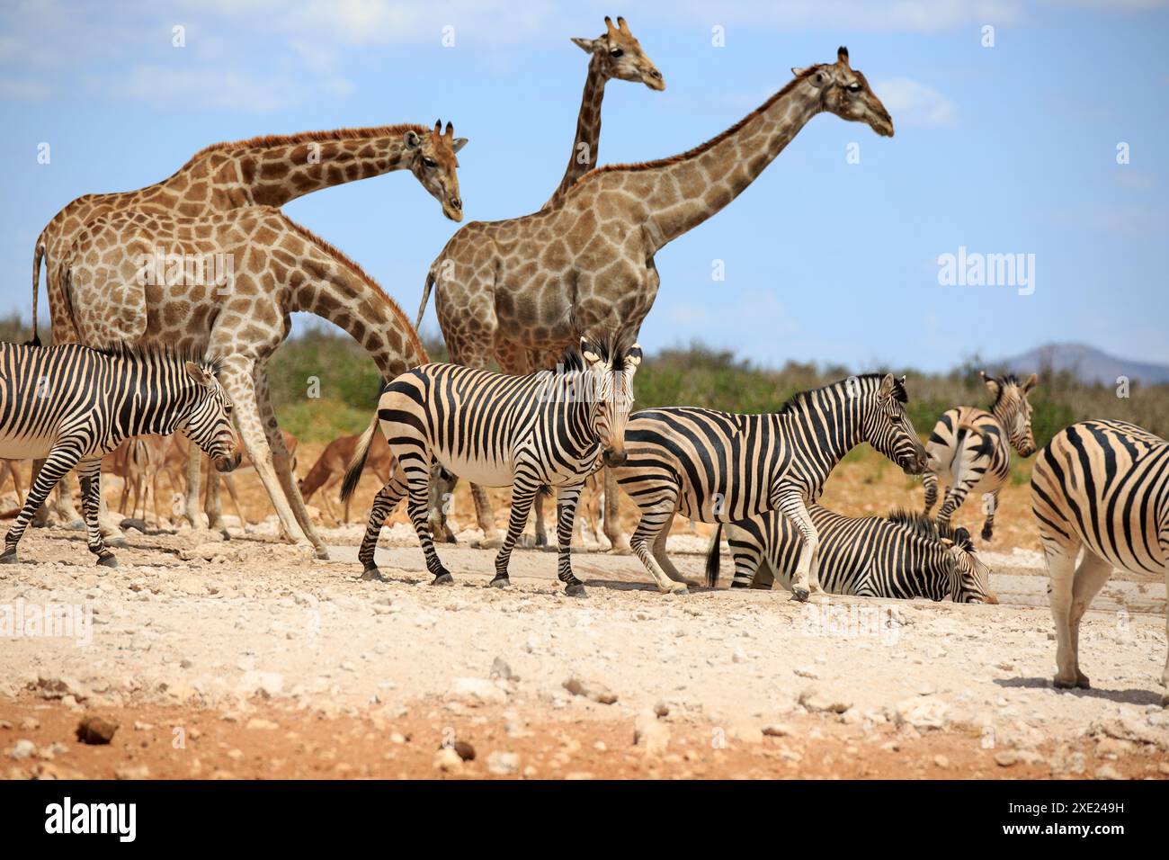 Mountain zebras and giraffes Stock Photo - Alamy