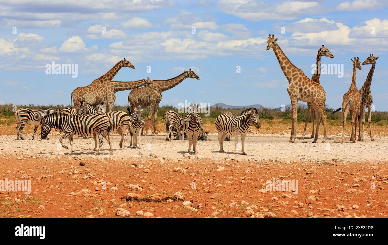 Mountain zebras and giraffes Stock Photo - Alamy