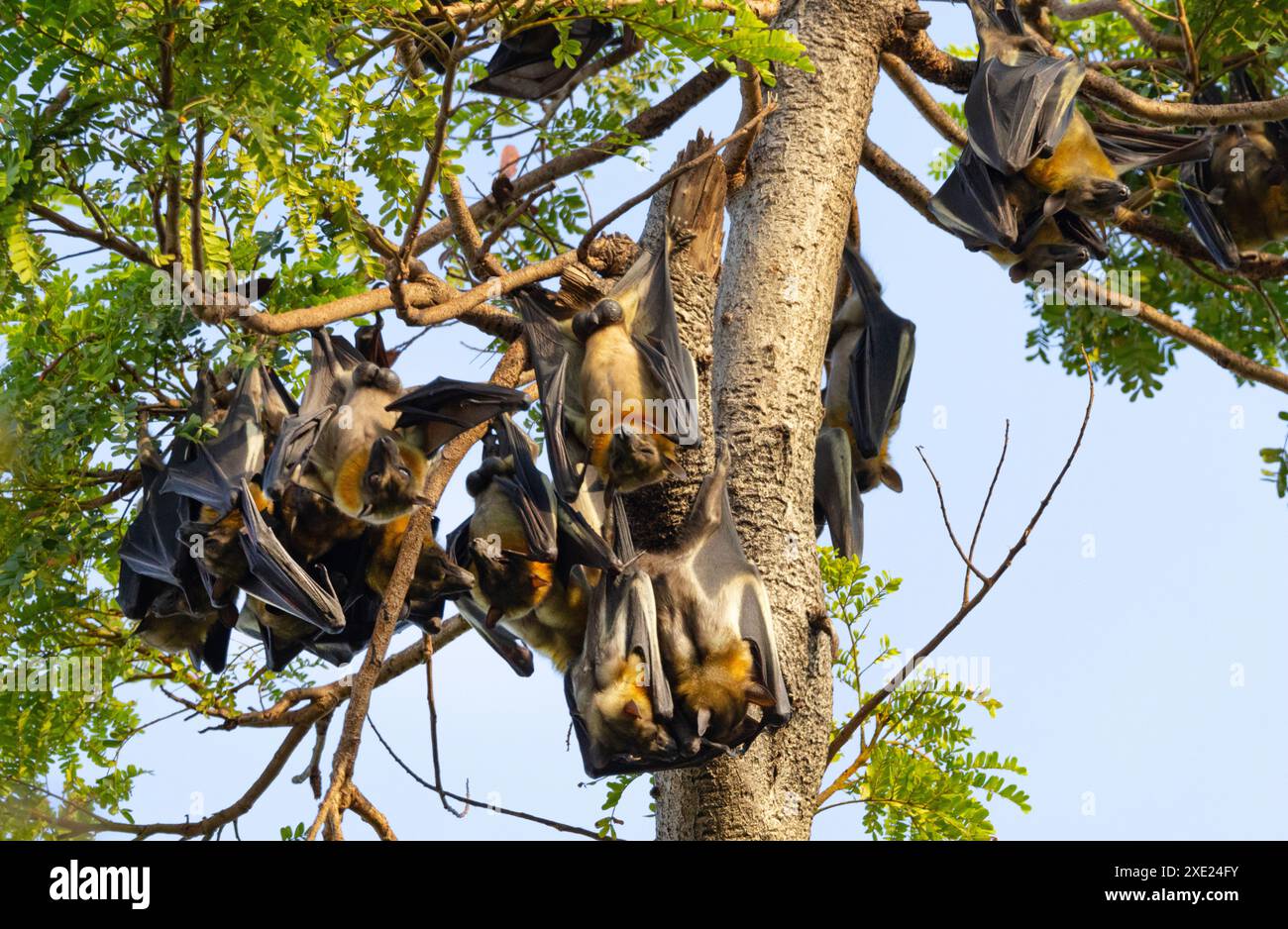 Large numbers of Pemba Flying Fox migrate to the mainland early in the ...